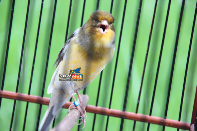 BJ BIRD CLUB JOGJA : Kenari Rojo Pati Come Back Langsung Sikat Podium ...