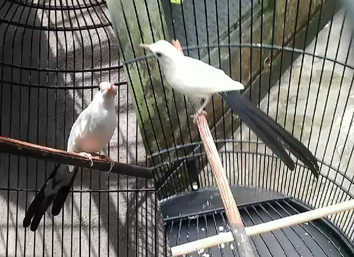 BREEDING MURAI BATU PANDA EKOR PANJANG – AGP BF: Nyetaknya Sulit ...