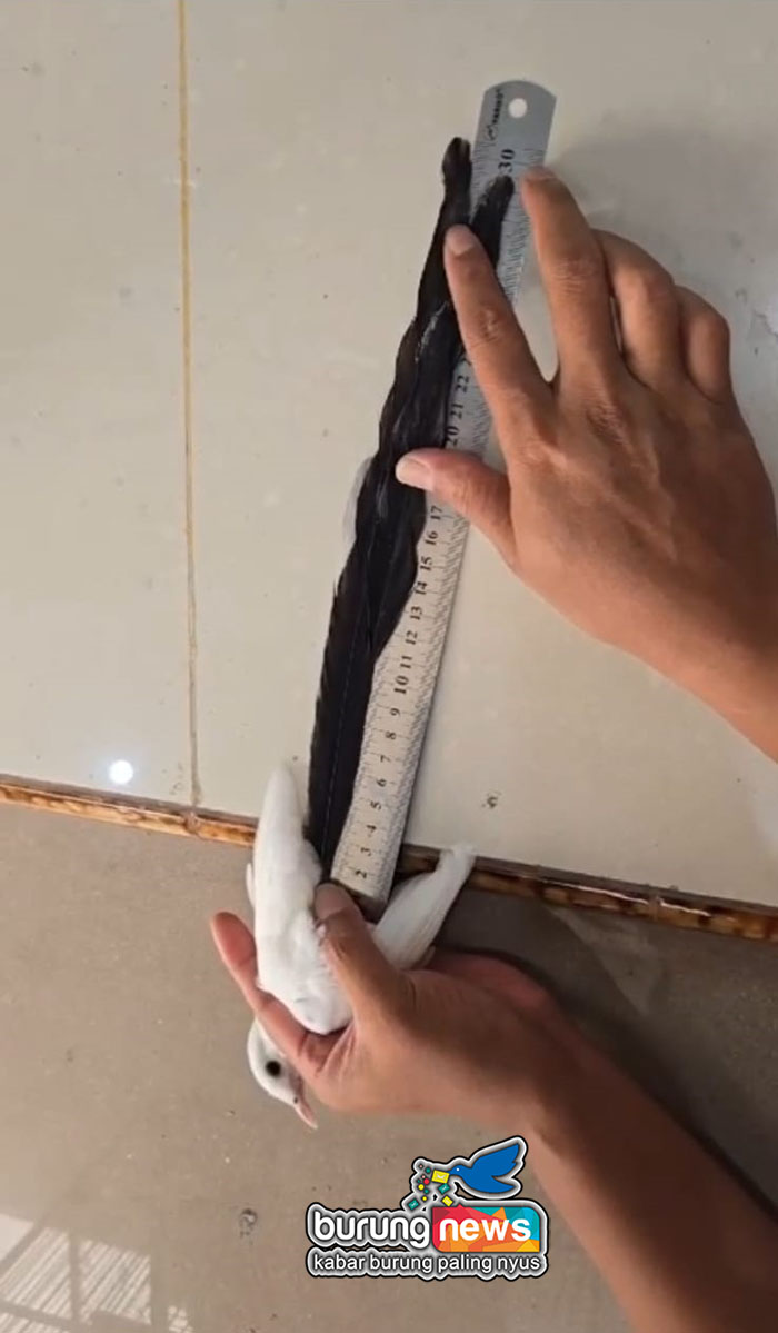 BREEDING MURAI BATU PANDA EKOR PANJANG – AGP BF: Nyetaknya Sulit ...