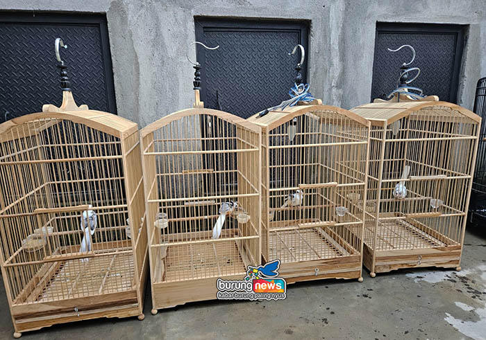 BREEDING MURAI BATU PANDA EKOR PANJANG – AGP BF: Nyetaknya Sulit ...